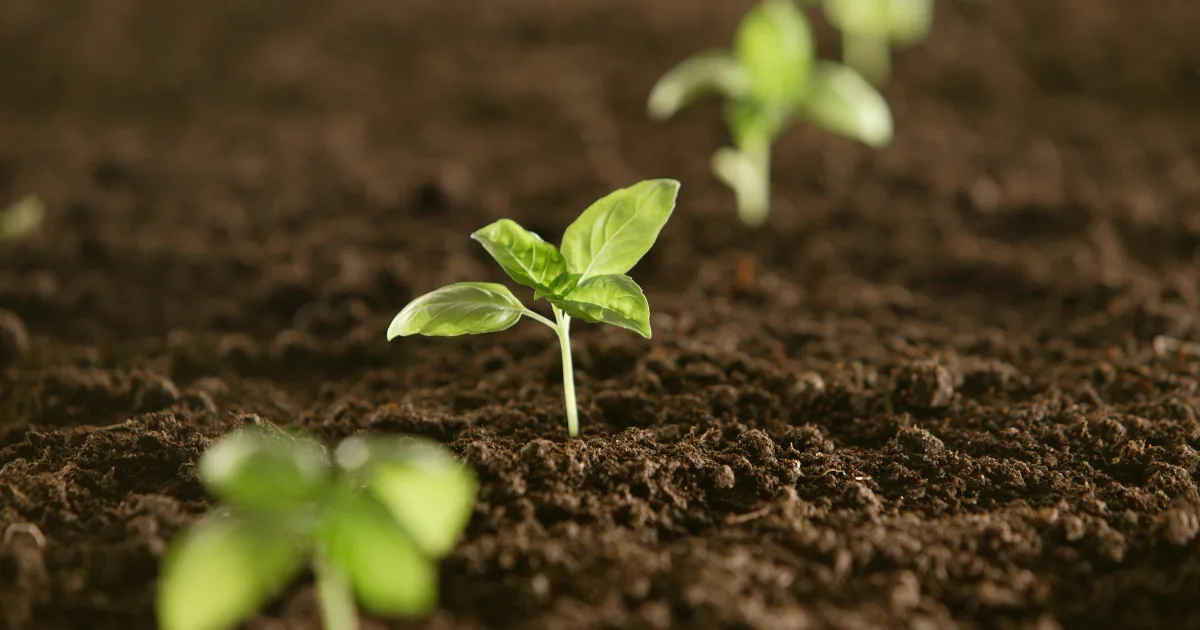 Calcifert | Soil Conditioner for Agriculture | LKAB Minerals